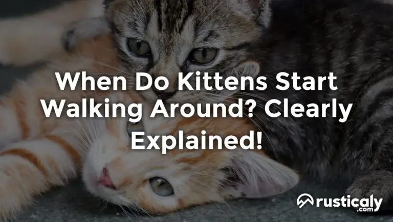 When Do Kittens Start Walking Around? (Check This First)