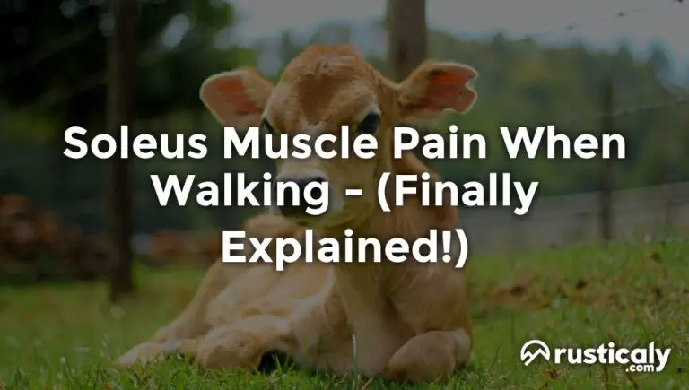 Soleus Muscle Pain When Walking | (Explained for Beginners)