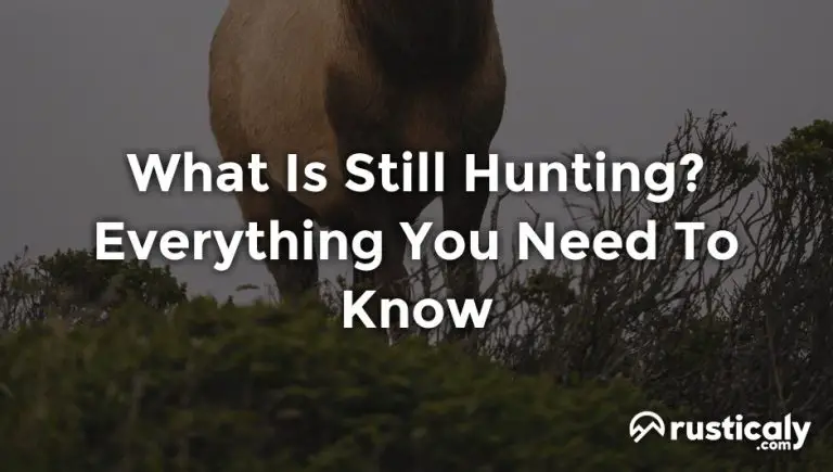 What Is Still Hunting? With The Clearest Explanation