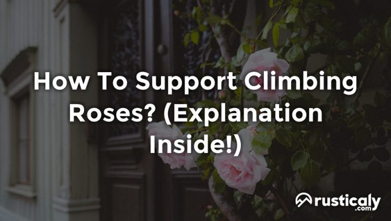 How To Support Climbing Roses? (Described for Everyone)