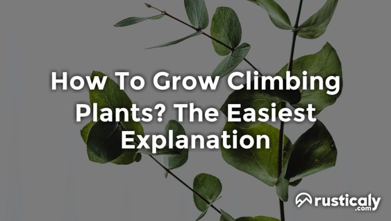 How To Grow Climbing Plants? The Easiest Explanation