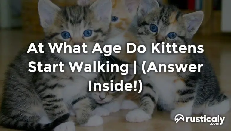 At What Age Do Kittens Start Walking | Complete Explanation