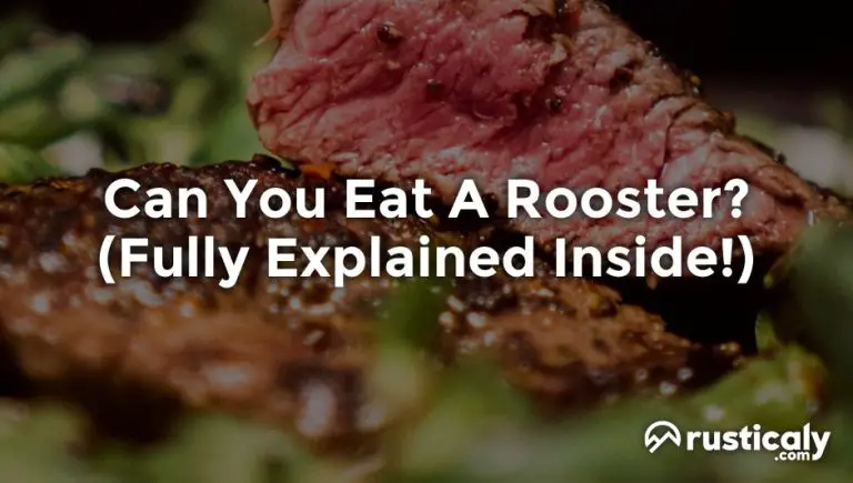 Can You Eat A Rooster You Should Absolutely Know This