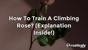 How To Train A Climbing Rose? (Read This First!)