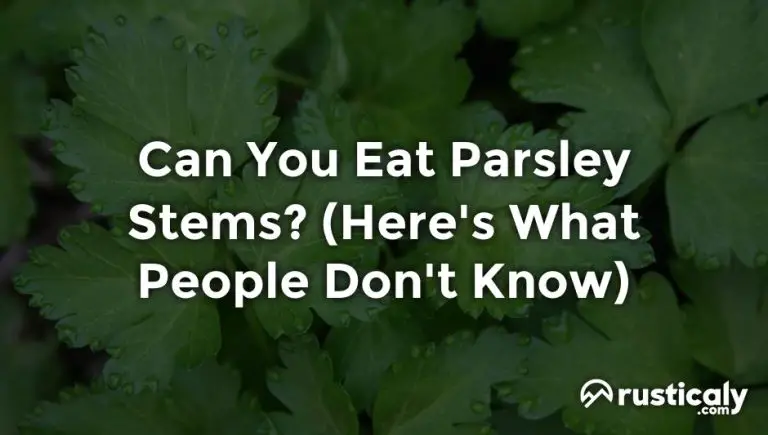 Can You Eat Parsley Stems? (Complete & Easy Answer)