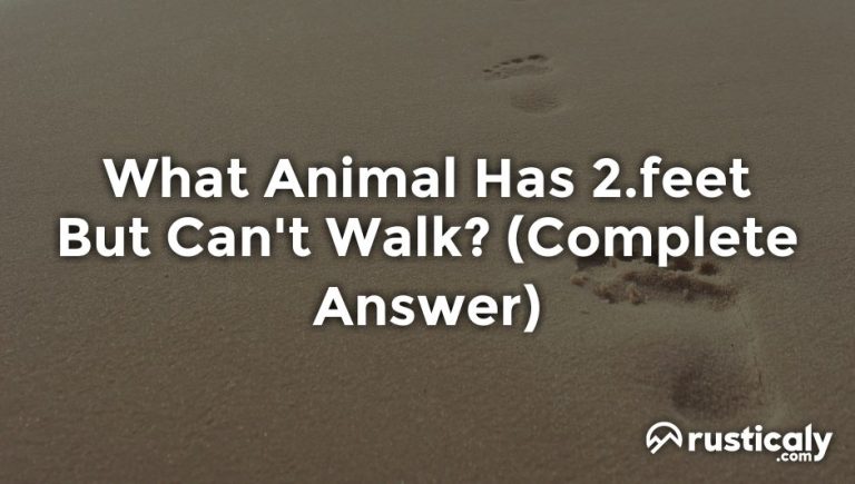 What Animal Has 2.feet But Can't Walk? (Answer Inside!)