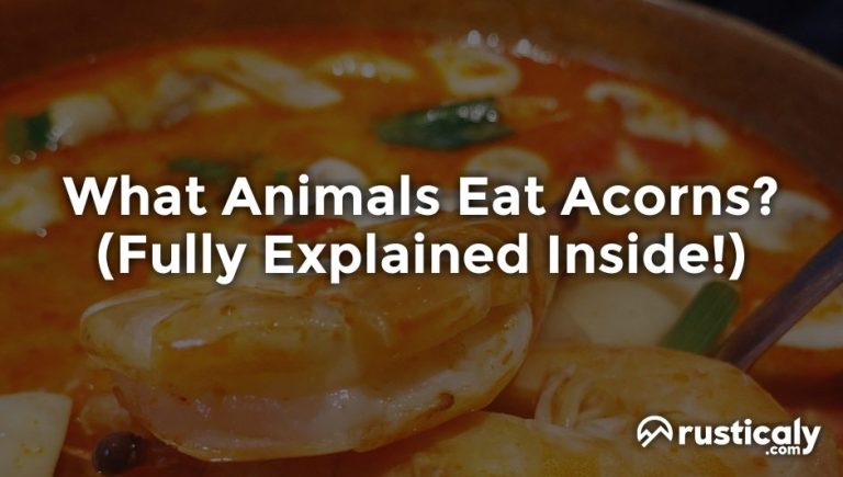 What Animals Eat Acorns? Here's Everything You Should Know