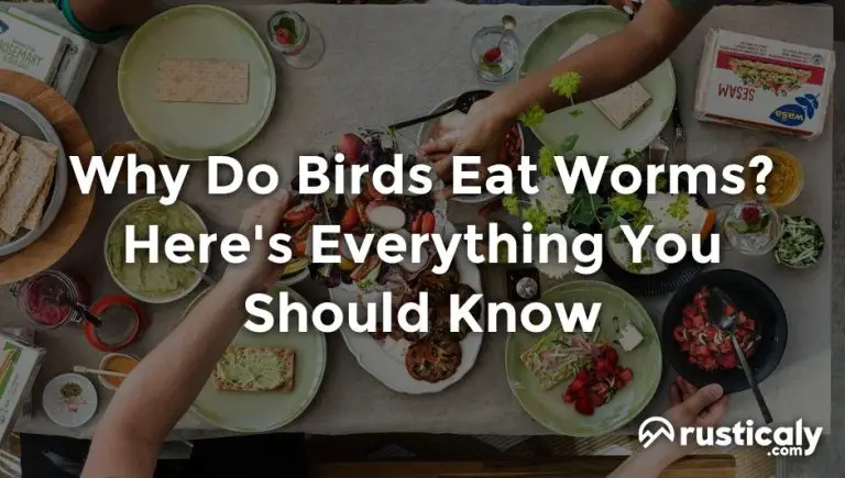 Why Do Birds Eat Worms? Everything You Need To Know