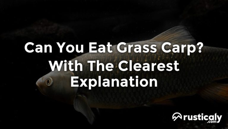 Can You Eat Grass Carp With The Clearest Explanation