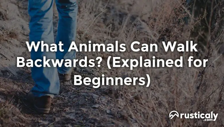 What Animals Can Walk Backwards? The Best Explanation