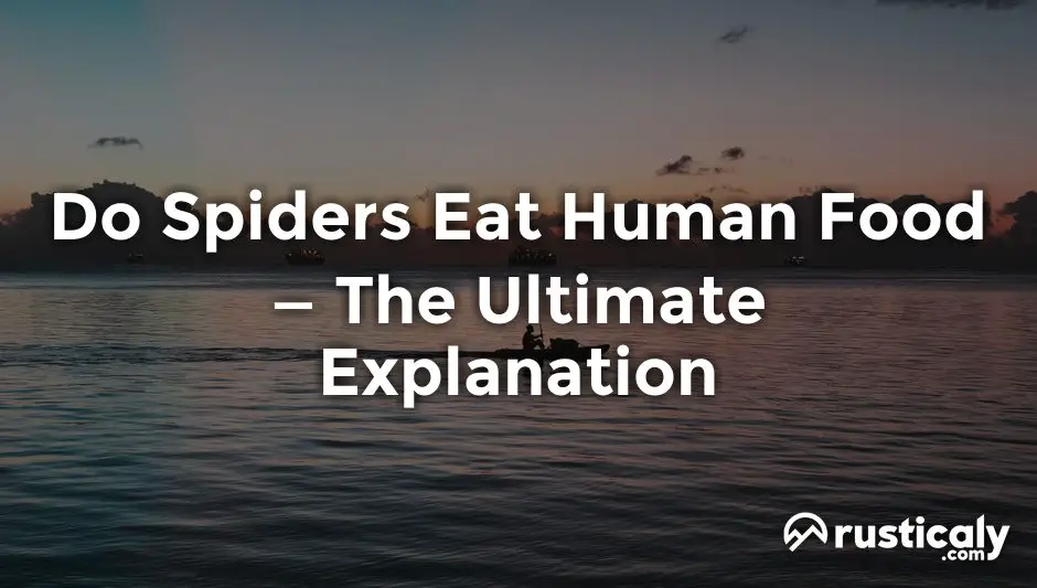Do Spiders Eat Human Food ~ The Easiest Explanation