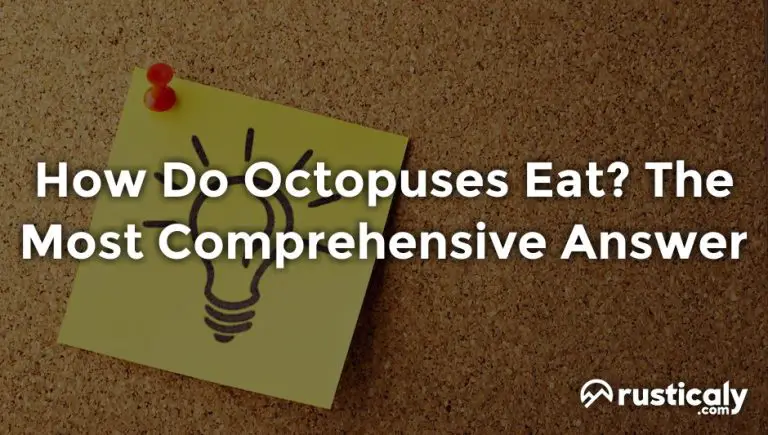 How Do Octopuses Eat? Here's Everything You Should Know