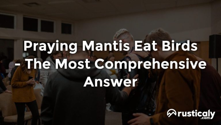 Praying Mantis Eat Birds • With The Clearest Explanation