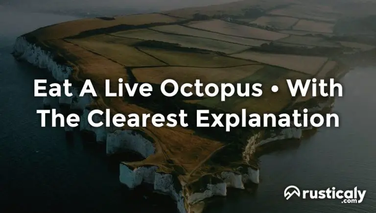 Eat A Live Octopus - Here's What You Should Know About It
