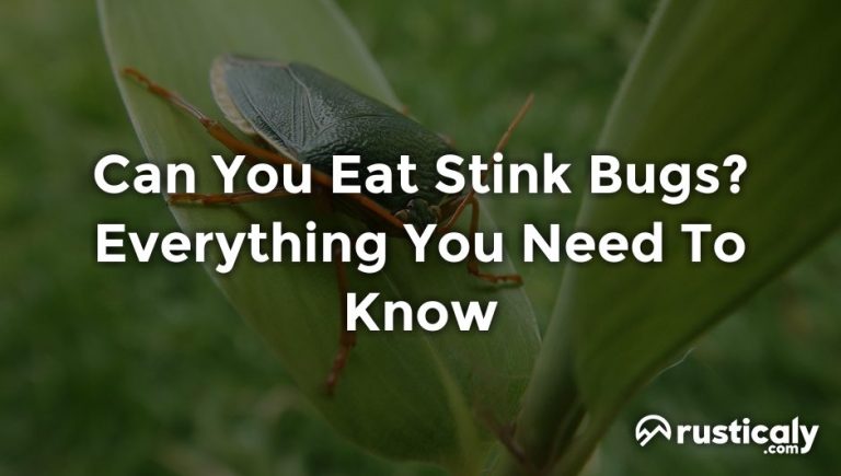 Can You Eat Stink Bugs? Here's What You Should Know About It