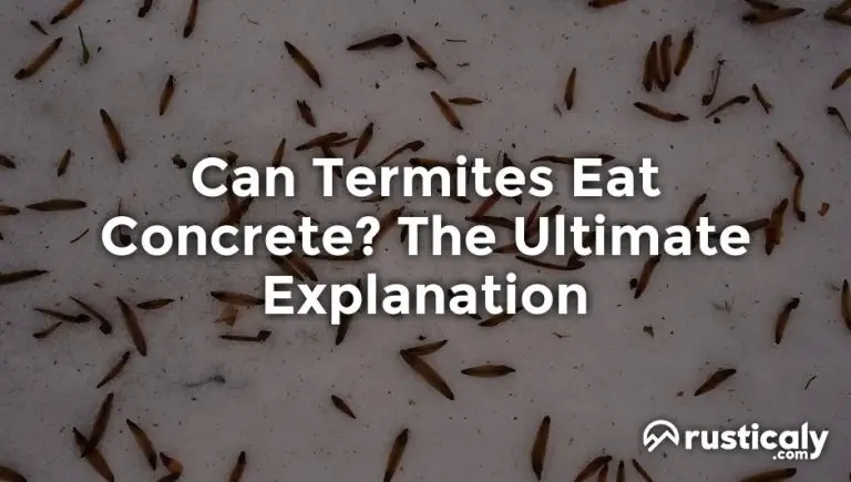 Can Termites Eat Concrete? (Complete & Easy Answer)