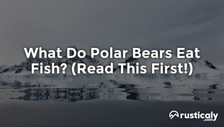 What Do Polar Bears Eat Fish? (Finally Explained!)