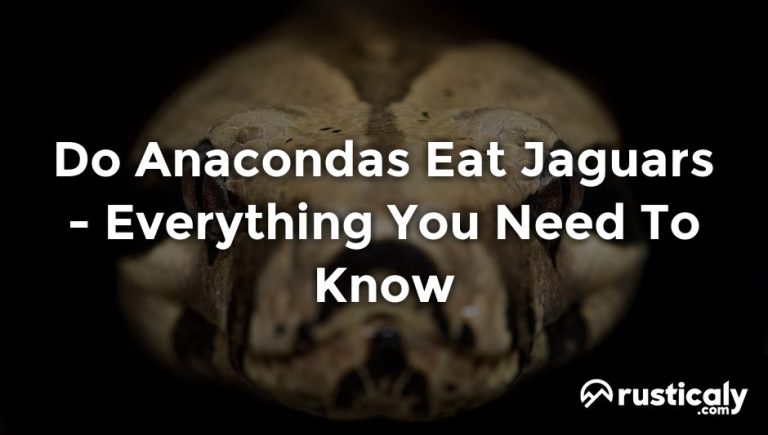Do Anacondas Eat Jaguars | You Should Absolutely Know This!