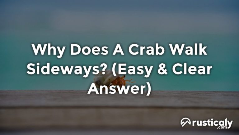 Why Does A Crab Walk Sideways? (Described for Everyone)