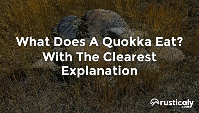What Does A Quokka Eat? Everything You Need To Know