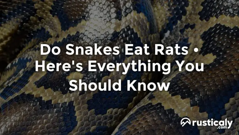 Do Snakes Eat Rats • Here's What You Should Know About It