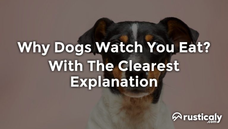 Why Dogs Watch You Eat? Here's Everything You Should Know