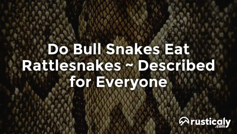 Do Bull Snakes Eat Rattlesnakes - Explanation Inside!