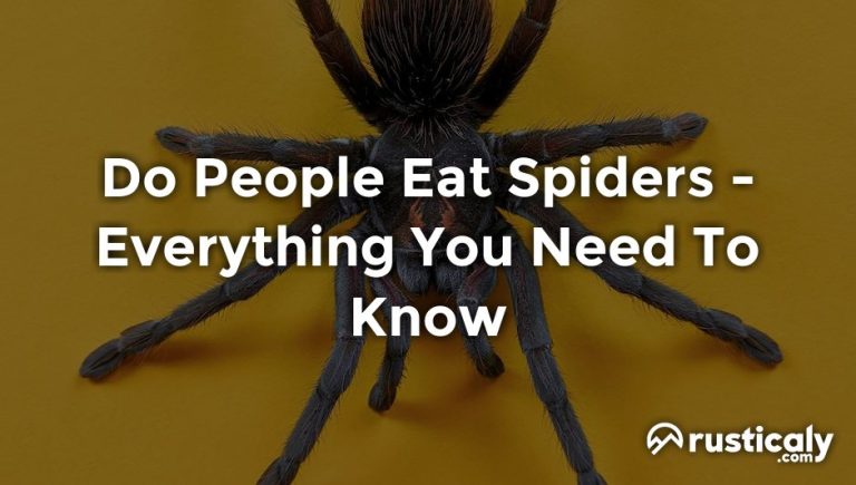 Do People Eat Spiders - Here's What You Should Know About It