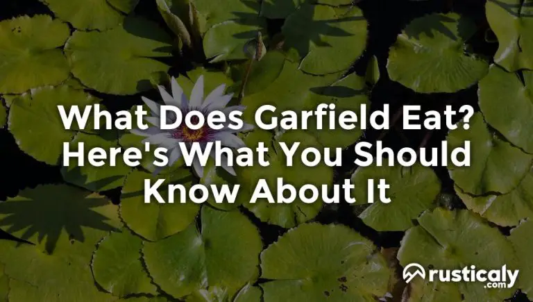 What Does Garfield Eat? Here's What You Should Know About It