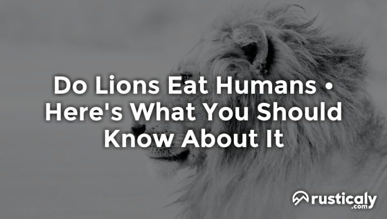 Do Lions Eat Humans | The Most Comprehensive Answer