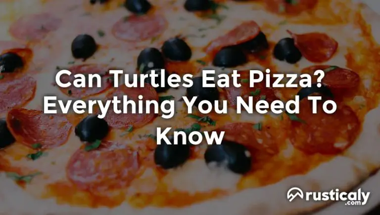 Can Turtles Eat Pizza? Here's What You Should Know About It