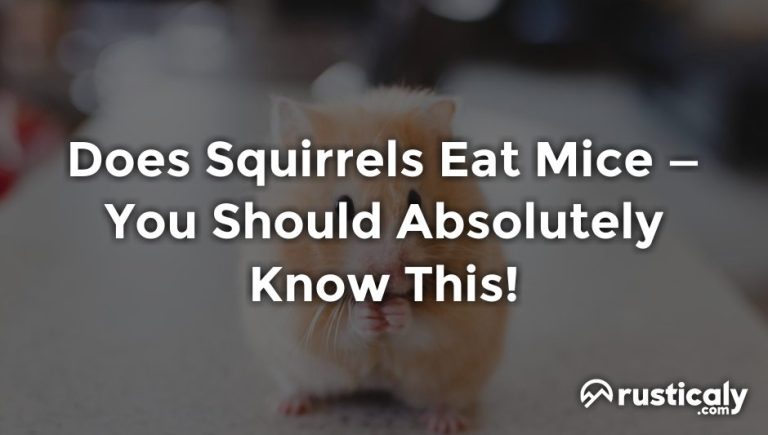 Does Squirrels Eat Mice - Fully Explained Inside!
