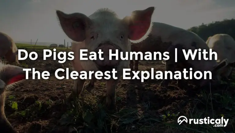 Do Pigs Eat Humans > The Most Comprehensive Answer