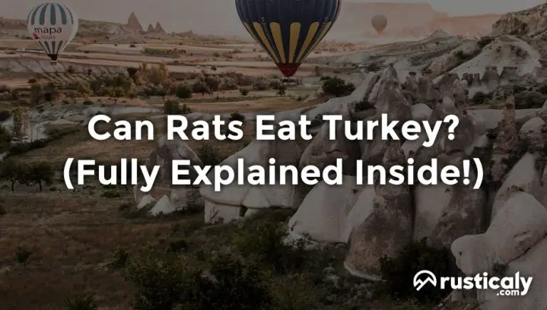 Can Rats Eat Turkey? The Most Comprehensive Answer