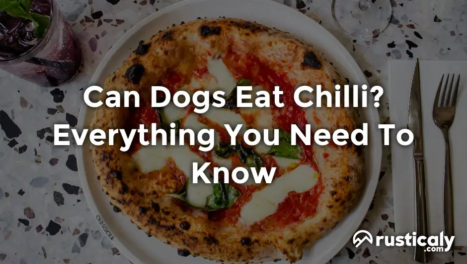 Can Dogs Eat Chilli? (Fully Explained Inside!)