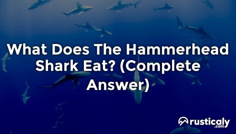 What Does The Hammerhead Shark Eat? (Important Facts)