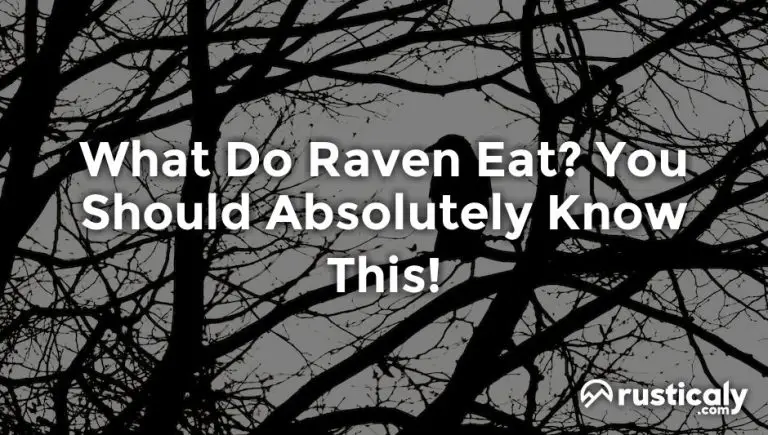What Do Raven Eat? The Most Comprehensive Answer