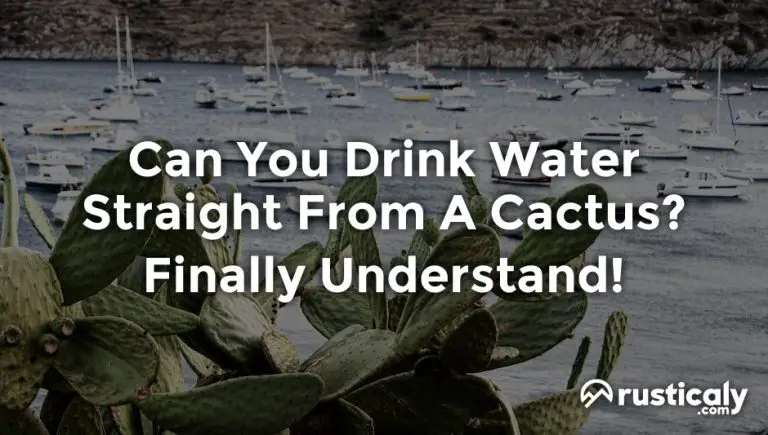 Can You Drink Water Straight From A Cactus? (Check This First)