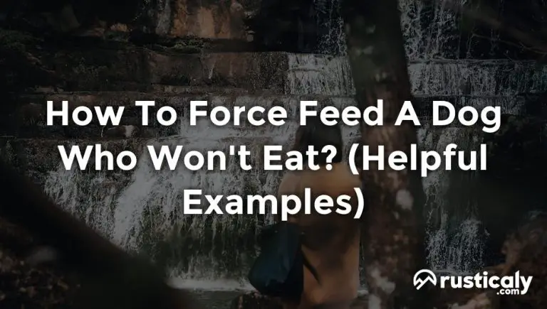 How To Force Feed A Dog Who Won't Eat? Finally Understand!