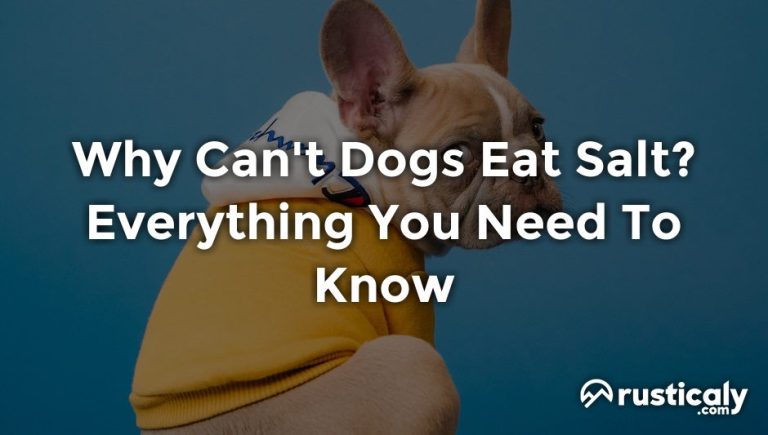 Why Can't Dogs Eat Salt? Everyone Should Know This!