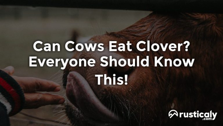 Can Cows Eat Clover? Here's What You Should Know About It