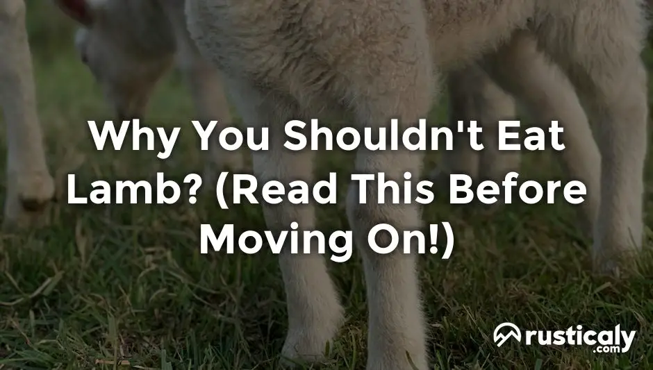 Why You Shouldn't Eat Lamb? (Read This Before Moving On!) Why You Shouldn't Eat Lamb? (Read This Before Moving On!)