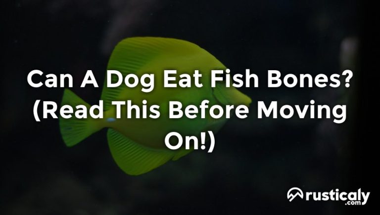 Can A Dog Eat Fish Bones? (Read This Before Moving On!)