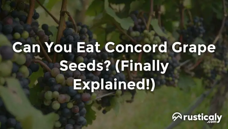Can You Eat Concord Grape Seeds? (Explanation Inside!)