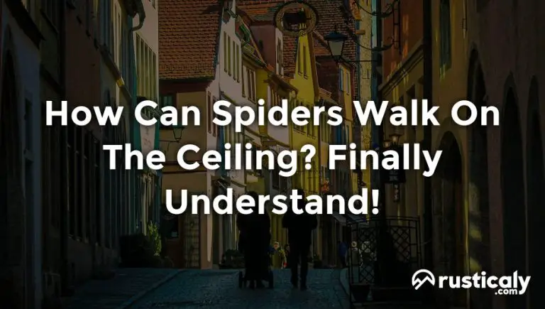 How Can Spiders Walk On The Ceiling? Complete Explanation