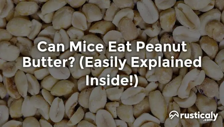 Can Mice Eat Peanut Butter? (Read This Before Moving On!)