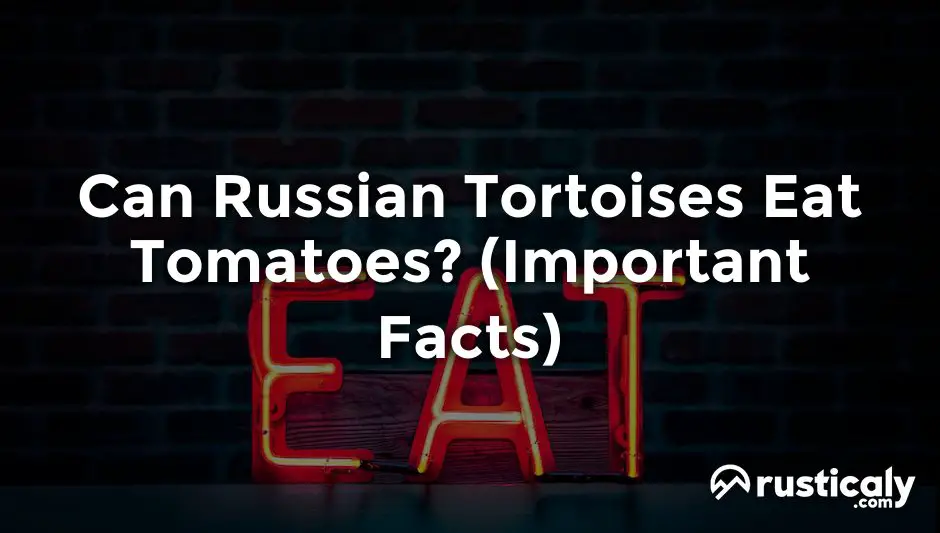 Can Russian Tortoises Eat Tomatoes? Clearly Explained! Can Russian Tortoises Eat Tomatoes? Clearly Explained!
