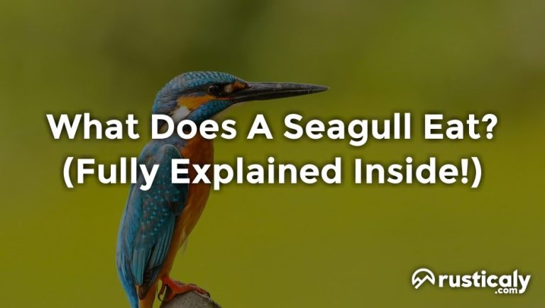 What Does A Seagull Eat? With The Clearest Explanation