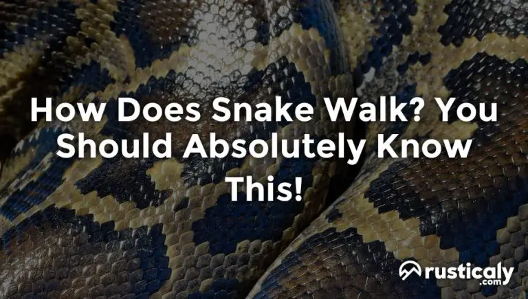 How Does Snake Walk? Here's What You Should Know About It