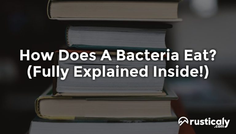How Does A Bacteria Eat? Everyone Should Know This!